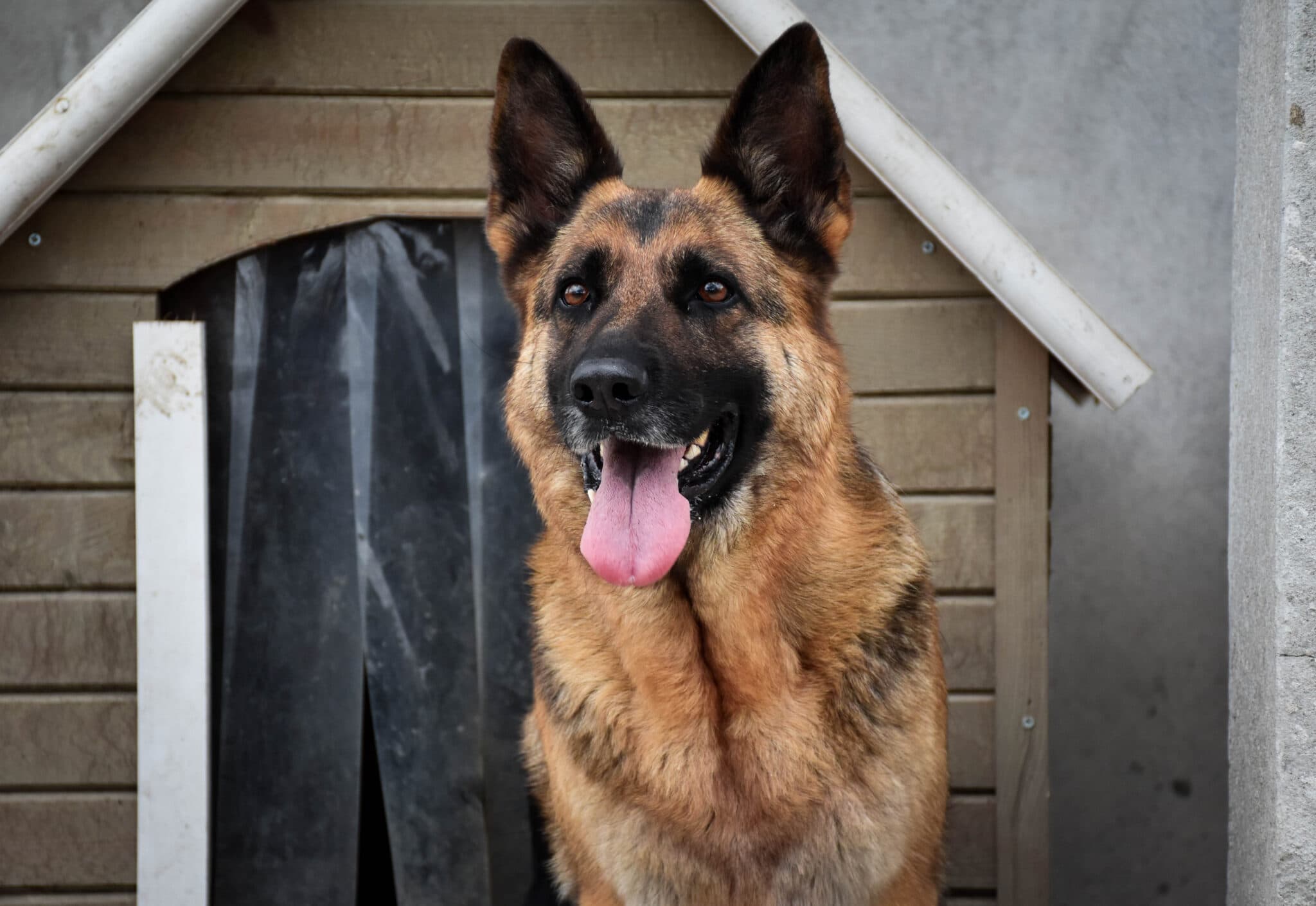 Are German Shepherds Herding Dogs? Interesting Breed Facts | Hepper Pet ...