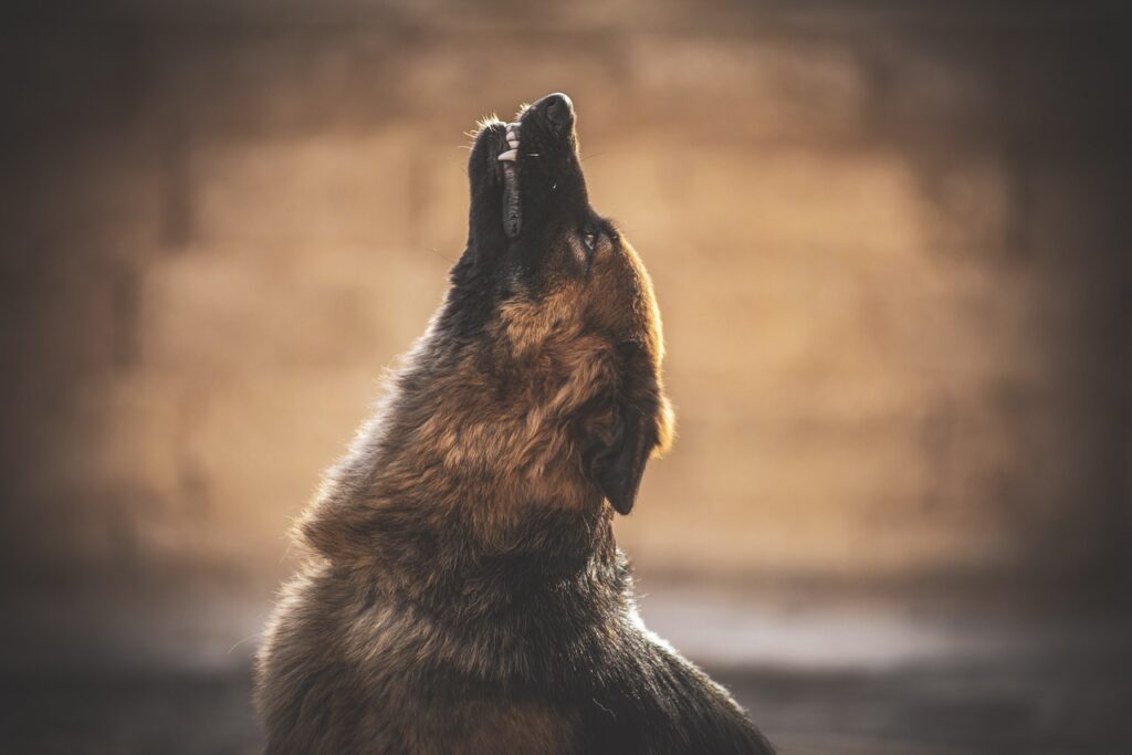 Why Do German Shepherds Howl? 10 Common Reasons & How to Stop It ...