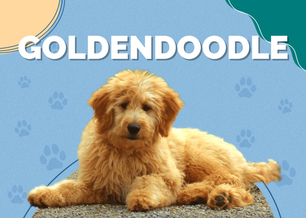 Goldendoodle (Golden Retriever & Poodle Mix): Info, Pictures & Traits ...
