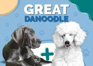 Great Danoodle (Great Dane & Poodle Mix): Info, Pictures, Puppies ...