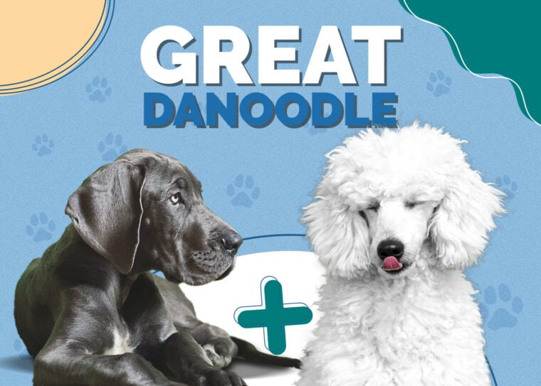 Great Danoodle (Great Dane & Poodle Mix): Info, Pictures, Puppies ...