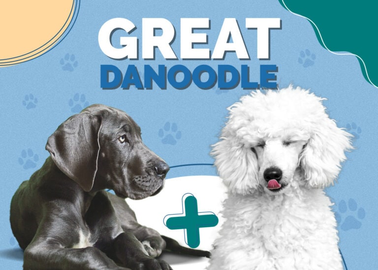 Great Danoodle (Great Dane & Poodle Mix): Info, Pictures, Puppies ...