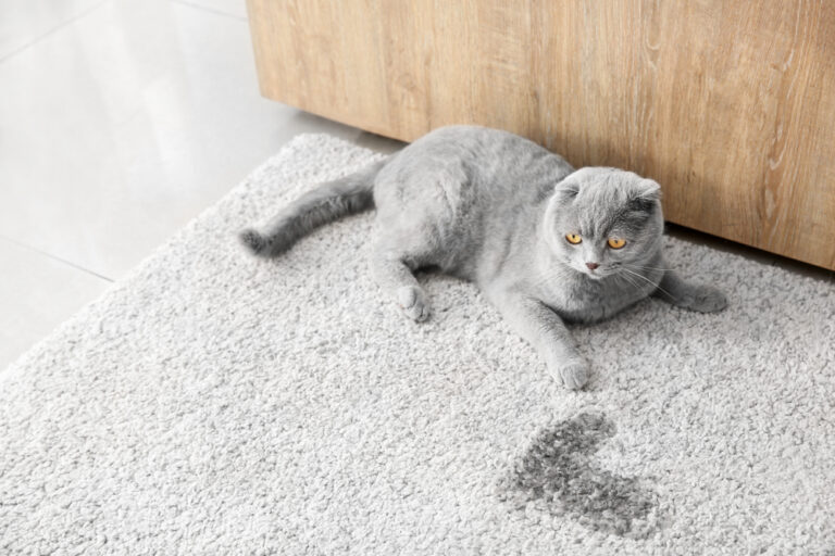 7 Best Cat Urine & Odor Removers (Enzyme Cleaners) - 2026 Reviews and ...