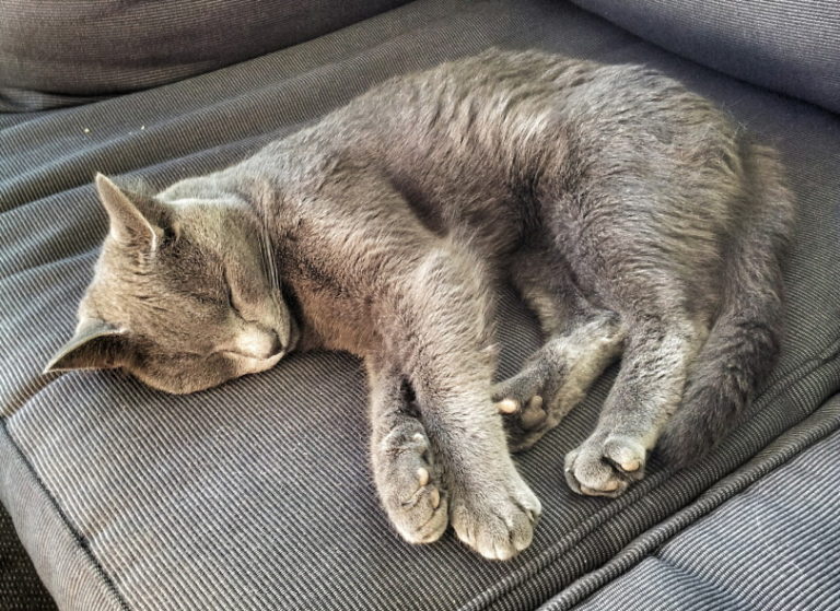 Why Is Your Cat Crossing Their Front Paws? 5 Possible Reasons | Hepper ...