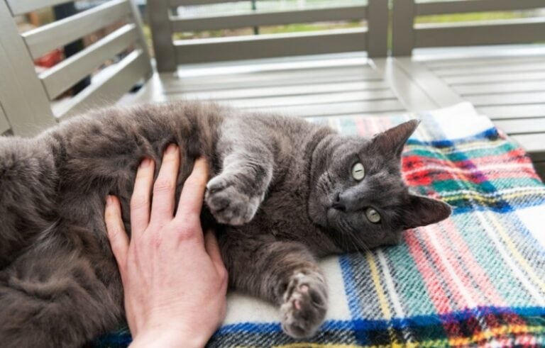 Why Is My Cat Losing Balance? 3 Vet-Reviewed Causes | Hepper Pet Resources