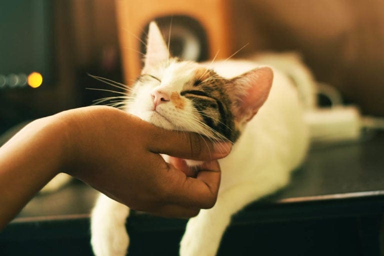 Why Do Cats Like to Be Pet? 5 Science-Based Reasons (With Infographic ...