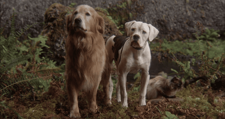 30 Most Famous Dogs From Movies & TV (With Pictures) | Hepper Pet Resources