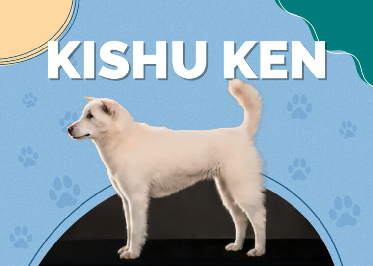 Kai Ken Dog Breed: Info, Pictures, Care Guide & Facts | Hepper Pet ...