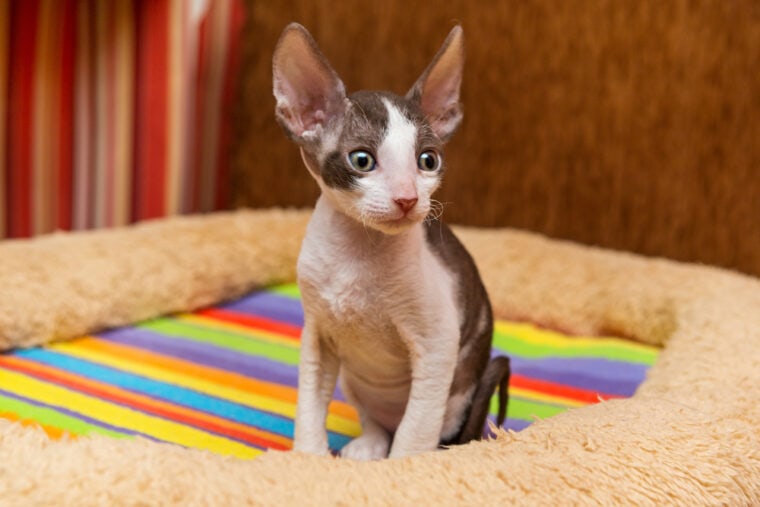 Cornish Rex Cat Breed: Info, Pictures, Care, Traits & Facts | Hepper ...