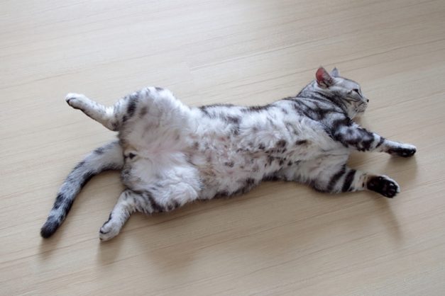 Pregnant Cat Nipples vs Normal Cat Nipples: Vet-Reviewed Differences ...