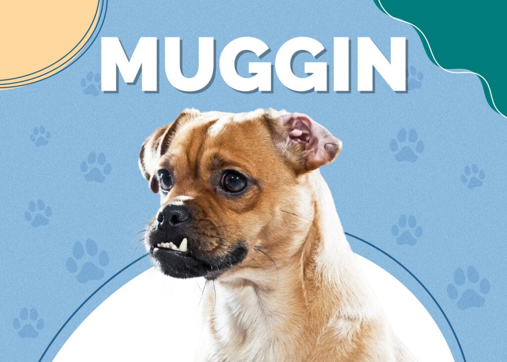 Muggin Dog (Pug & Miniature Pinscher Mix) Info, Pictures, Facts ...