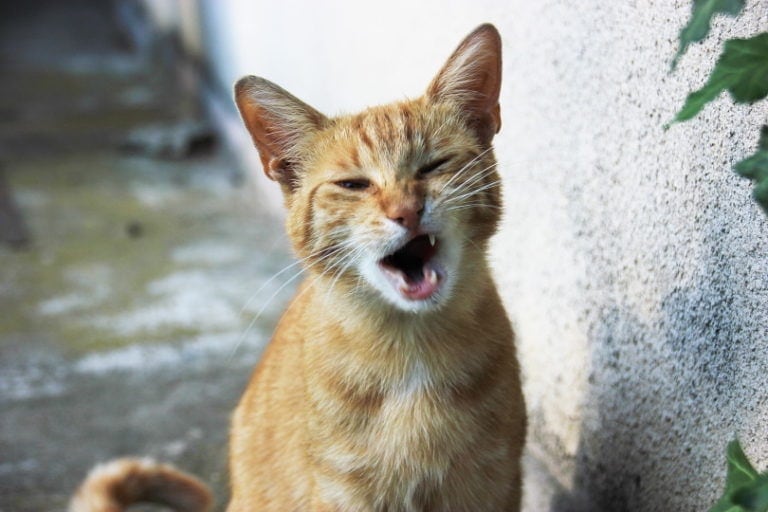 8 Vet-Reviewed Reasons Why Your Old Cat Is Meowing So Much: Feline ...