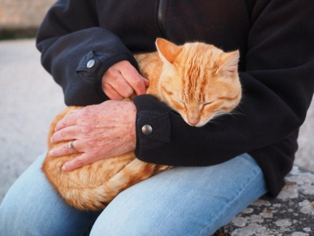 How to Pick Up a Cat: Vet Approved Step-by-Step Guide, Handling Tips ...