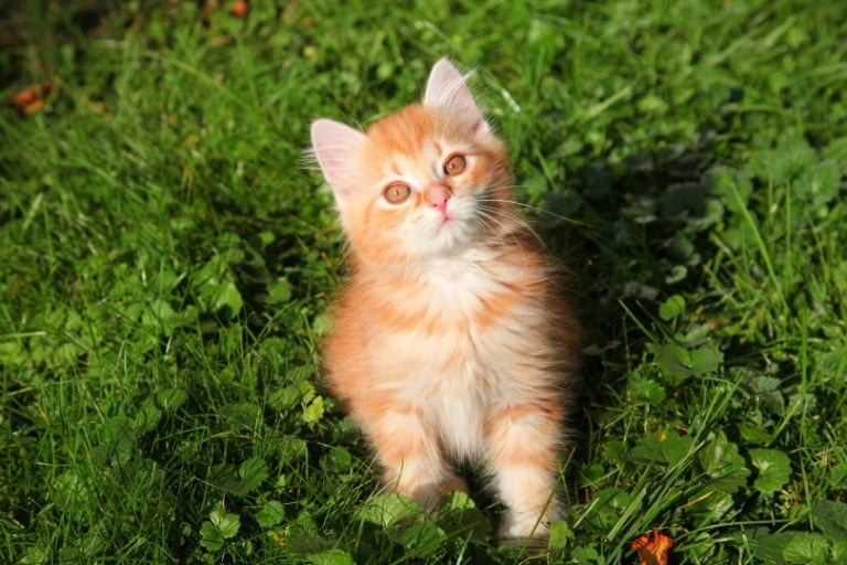 At What Age Do Kittens Start to Calm Down? Vet-Verified Info | Hepper ...