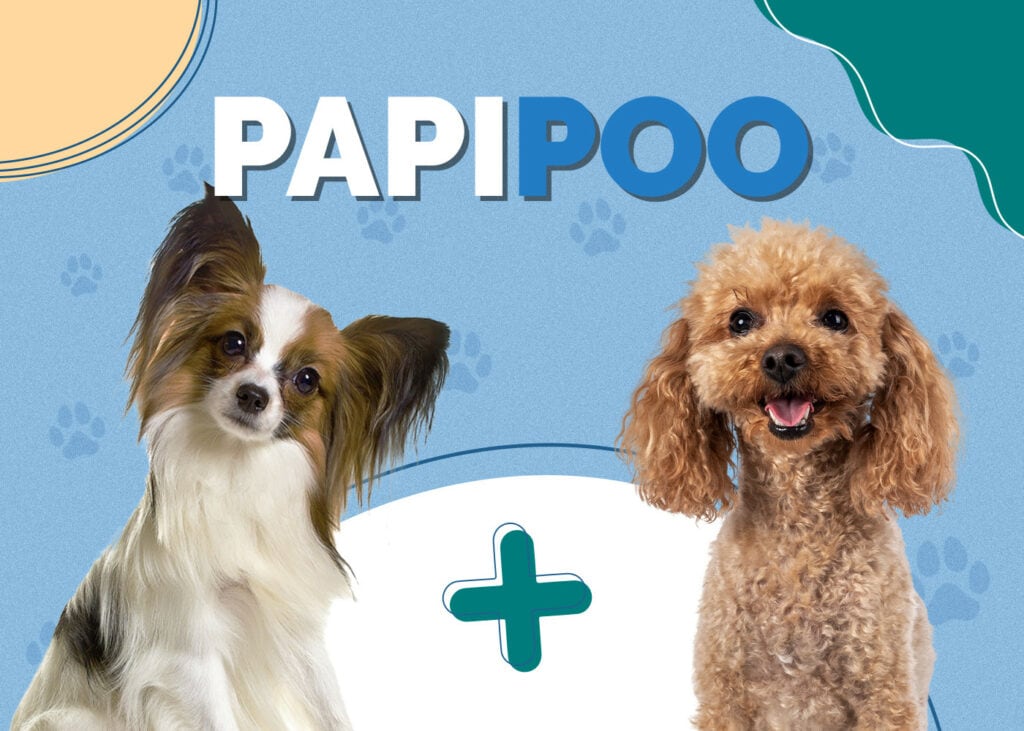 Papipoo (Papillon & Poodle Mix): Info, Pictures, Puppies & Facts ...