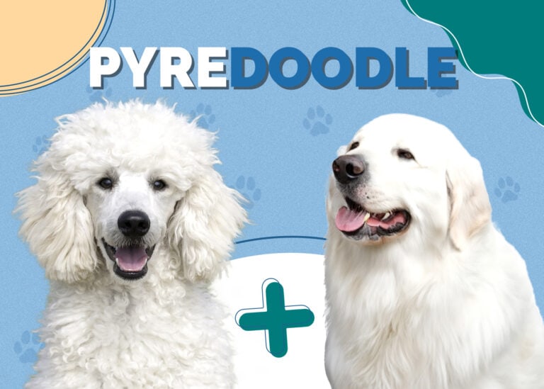 Pyredoodle (Poodle & Great Pyrenees Mix): Info, Pictures, Care & More ...