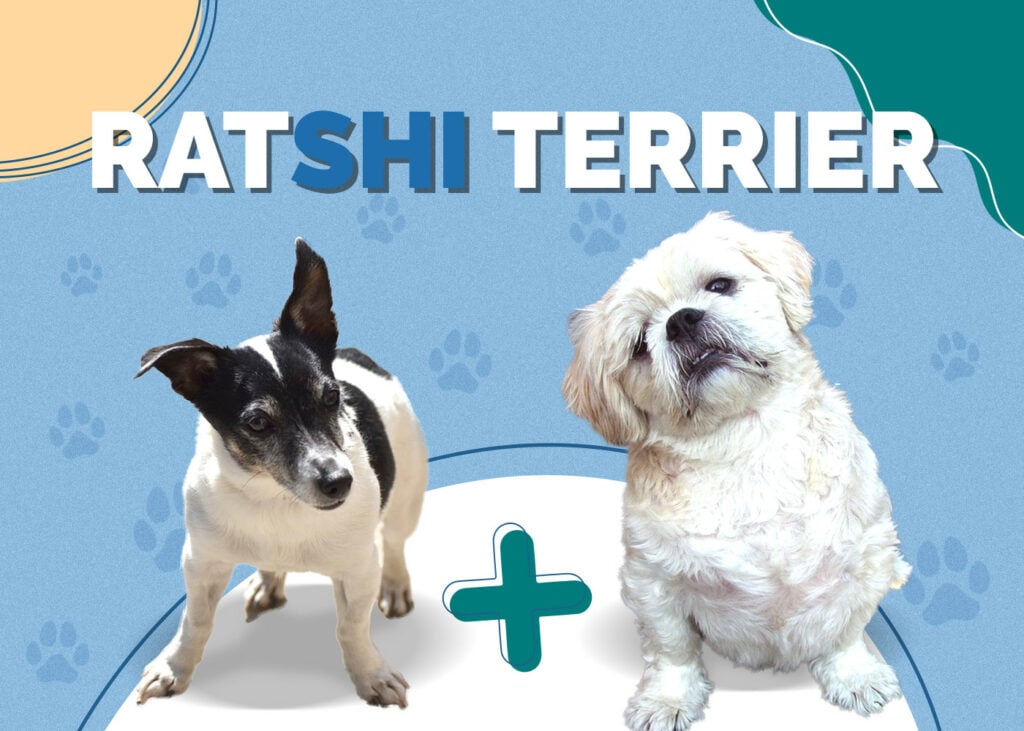 Ratshi Terrier (Rat Terrier & Shih-Tzu Mix): Info, Pictures, Facts ...