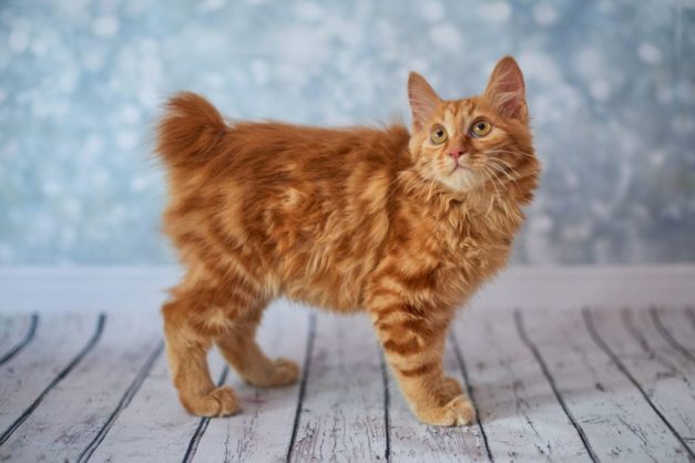 10 Bobtail Cat Breeds: Unique & Adorable (With Info & Pictures ...