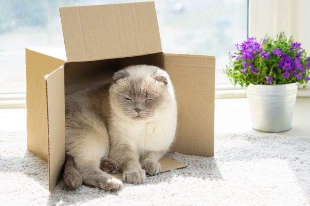 Why Cats Love Cardboard: 6 Reasons For This Behavior | Hepper Pet Resources