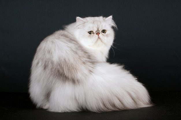 61 Types of Persian Cat Colors (With Info & Pictures) | Hepper Pet ...