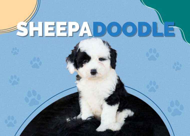 Sheepadoodle Dog Breed Info, Pictures, Personality & Facts | Hepper Pet ...