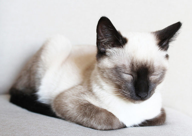 7 Cat Sitting Positions & What They Mean (Vet-Verified Info With ...
