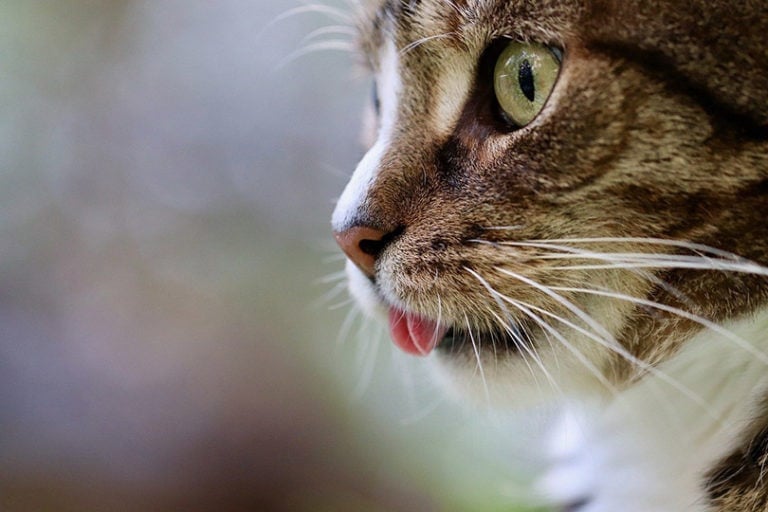 Why Do Cats “Blep”? 11 Vet-Reviewed Reasons They Leave Their Tongues ...