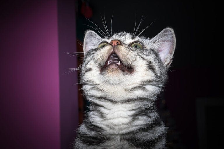 My Cat Lost a Tooth, What to Do? Vet-Approved Facts & Tips | Hepper Pet ...