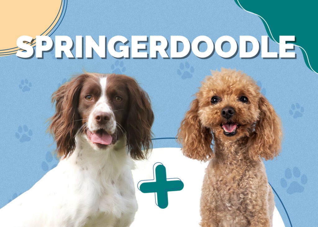 Springerdoodle (Springer Spaniel & Poodle Mix): Info, Pictures & More ...