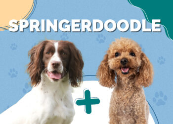 Springerdoodle (Springer Spaniel & Poodle Mix): Info, Pictures & More ...