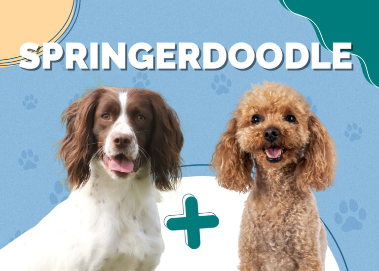 Springerdoodle (Springer Spaniel & Poodle Mix): Info, Pictures & More ...