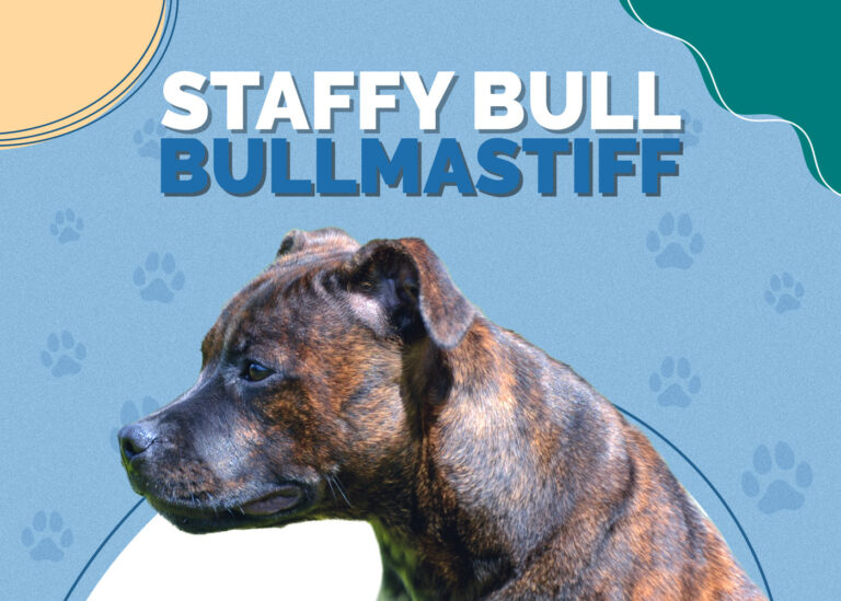 Bullboxer Staff (Boxer & American Staffordshire Terrier Mix): Info ...