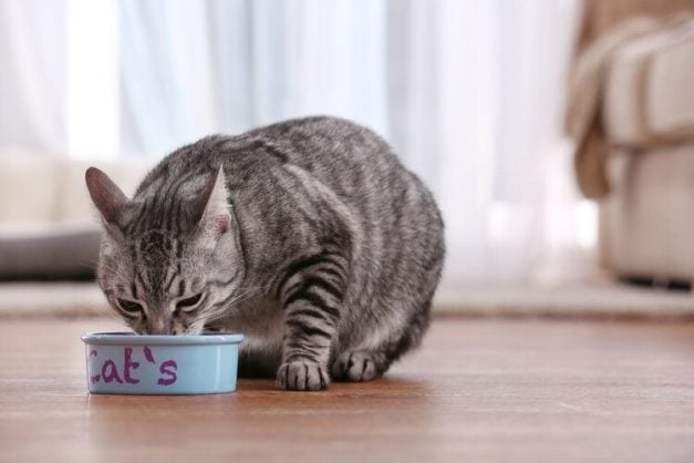 10 Types of Homemade Cooked Cat Foods - Easy & Healthy | Hepper Pet ...