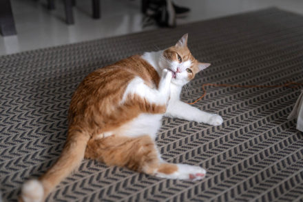 What Is Cat Dander? Vet-Reviewed Facts & FAQ | Hepper Pet Resources