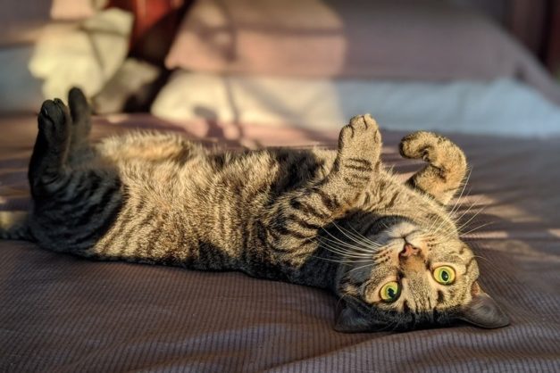 Why Do Cats Roll Around on Their Backs? 5 Typical Reasons | Hepper Pet ...