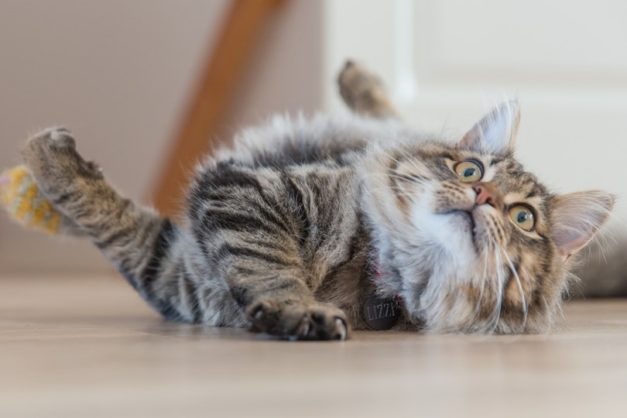Why Do Cats Roll Around on Their Backs? 5 Typical Reasons | Hepper Pet ...
