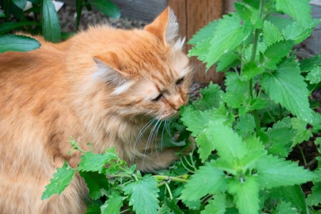 What Does Catnip Do to Cats? A Close Look at the Effects | Hepper Pet Resources