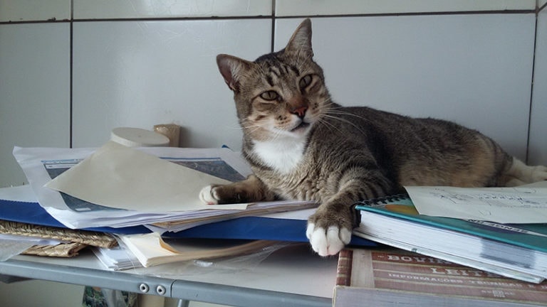 Do Cats Remember People? Feline Memory & Comprehension Explained (Vet ...