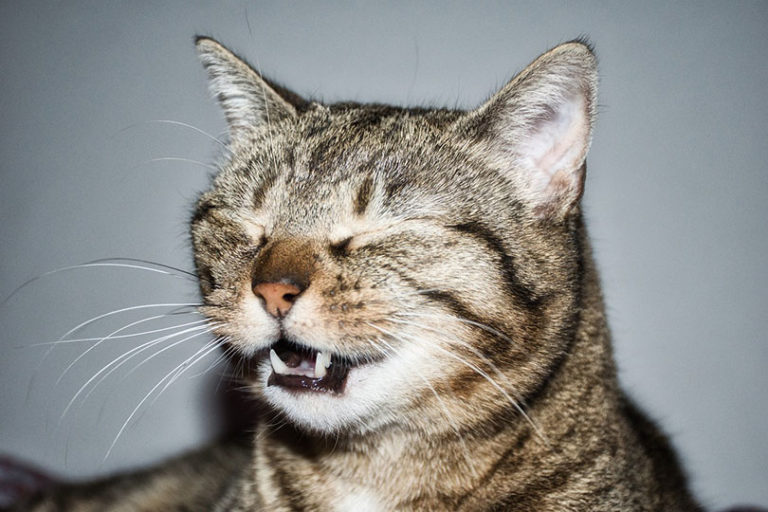 Do Cats Fart? Feline Flatulence Explained | Hepper Pet Resources