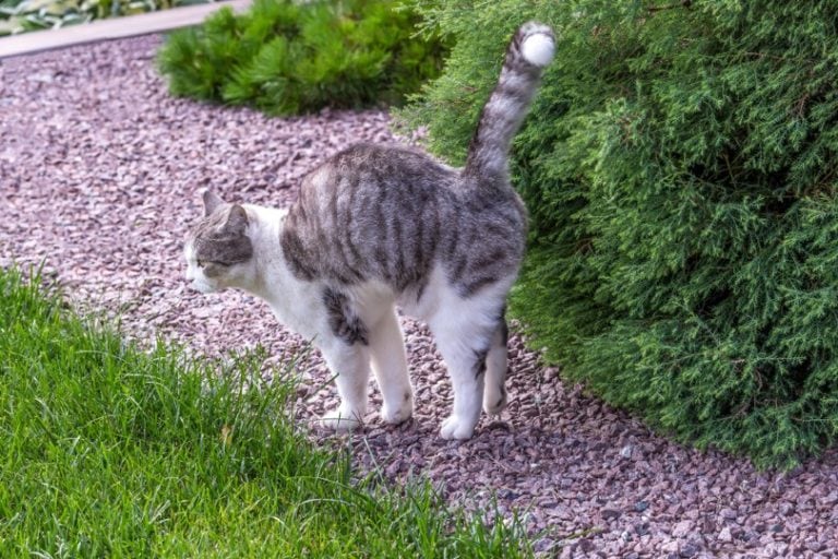 How Do Cats Mark Their Territory? 5 Common Ways Explained | Hepper Pet ...