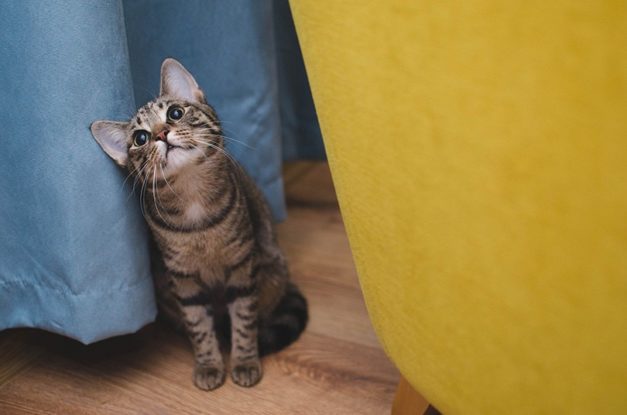 Why Is My Cat Losing Balance? 3 Vet-Reviewed Causes | Hepper Pet Resources