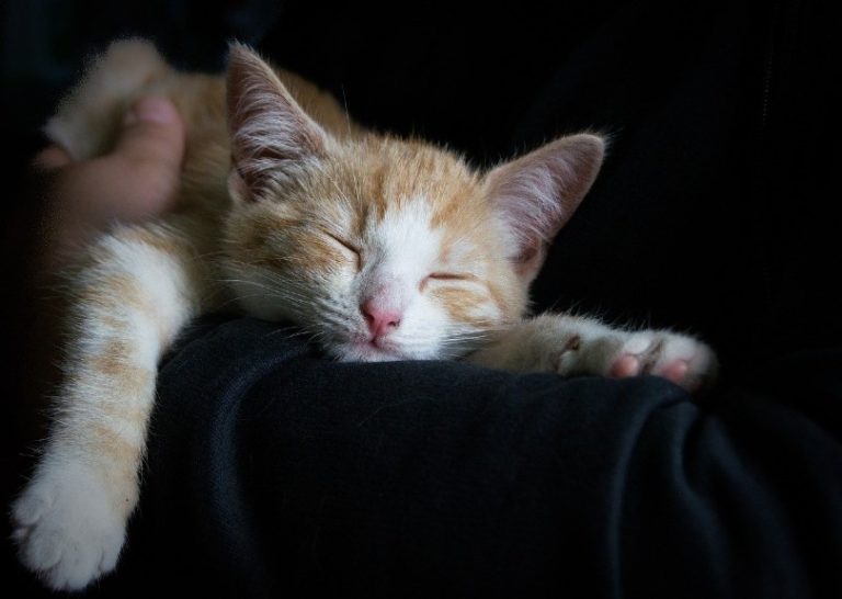 How to Determine the Gender of a Kitten (3 Vet-Approved Methods ...