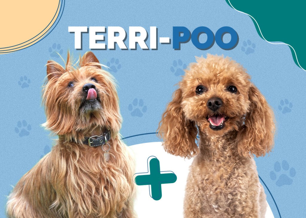 Terri-Poo (Australian Terrier & Poodle Mix): Info, Pictures, Traits ...