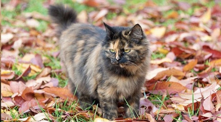 Tortoiseshell Cat vs Calico Cat: Coat Patterns Explained | Hepper Pet ...