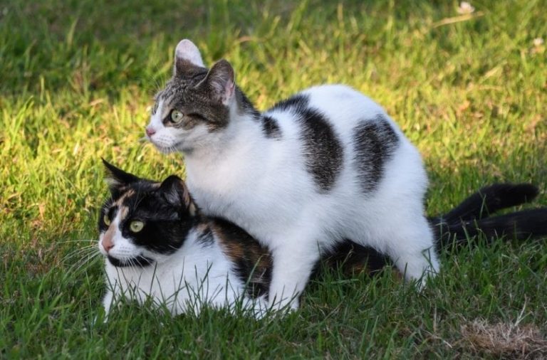 Why Do Cats Scream While Mating? Vet-Approved Feline Reproduction ...