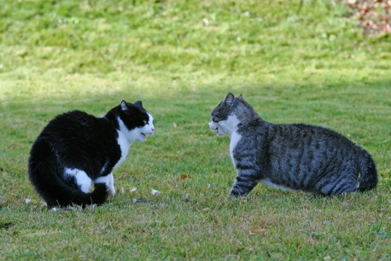Why Do Cats Scream While Mating? Vet-Approved Feline Reproduction ...