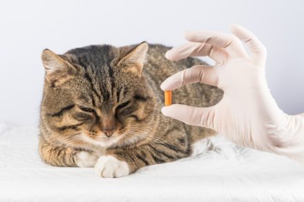 Amoxicillin for Cats: Uses, Dosage & Side Effects (Vet Answer) | Hepper ...