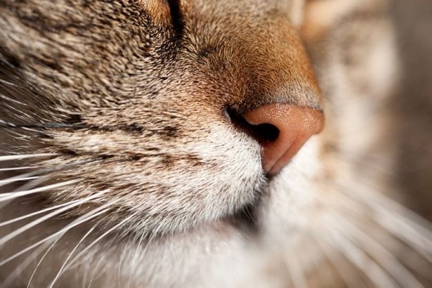 9 Reasons Why Your Cat's Nose Is Changing Color: Vet Reviewed Answer ...