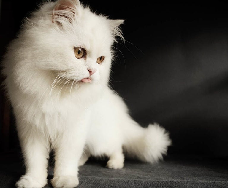 Why Do Cats “Blep”? 11 Vet-Reviewed Reasons They Leave Their Tongues ...
