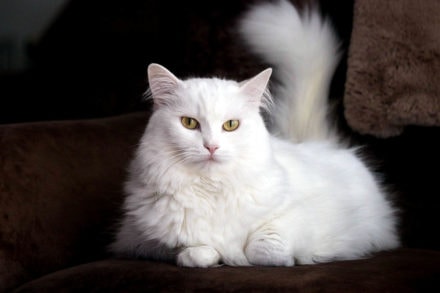 15 Beautiful Turkish Angora Colors & Patterns (With Pictures) | Hepper ...